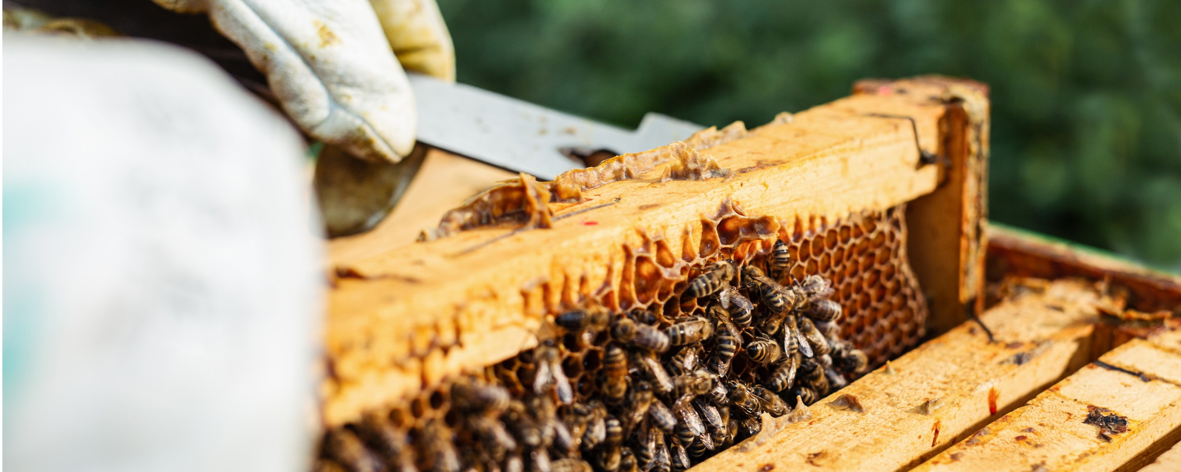 Beekeeping Experiences