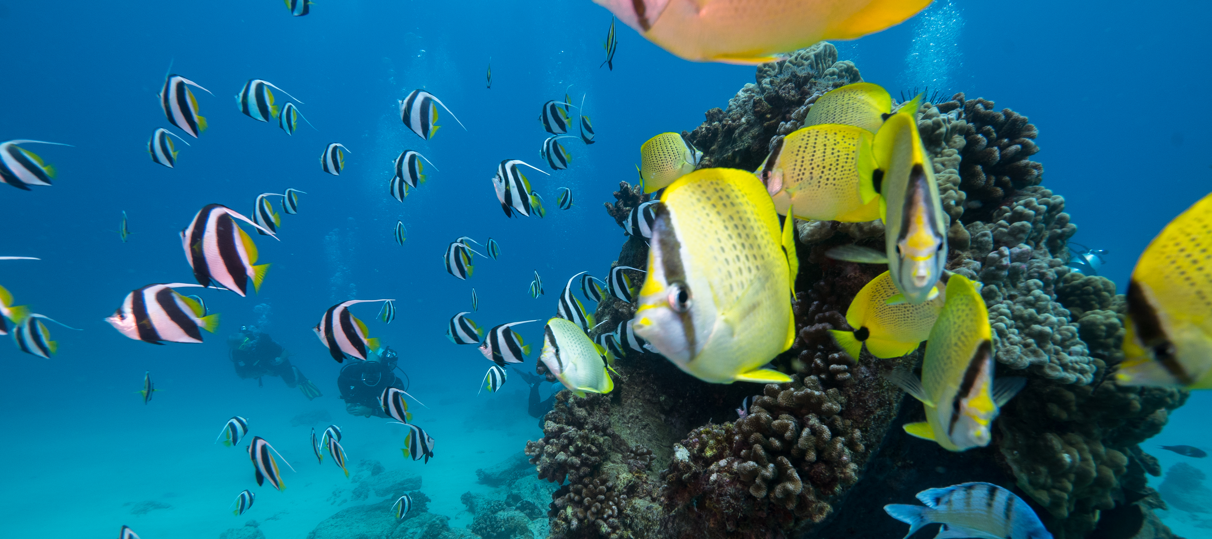 Turtle Canyon Shallow Reef Snorkel Tour